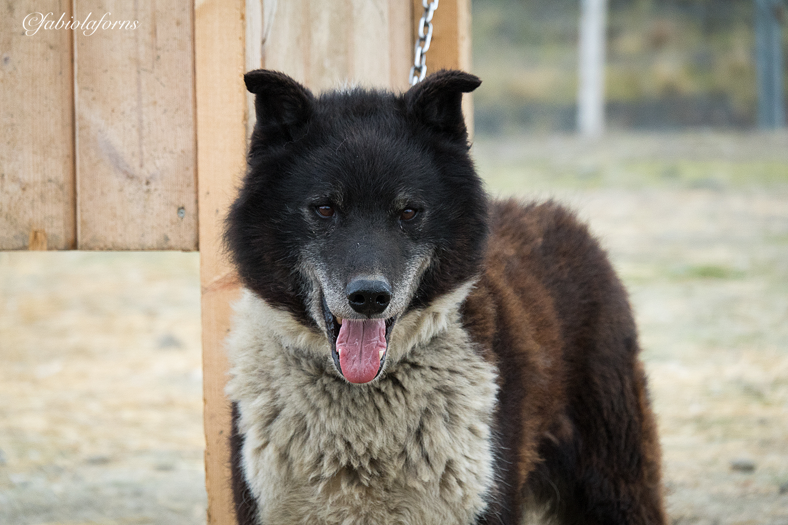 Sled dogs in Longyearbyen, Svalbard – CasaForns Blog